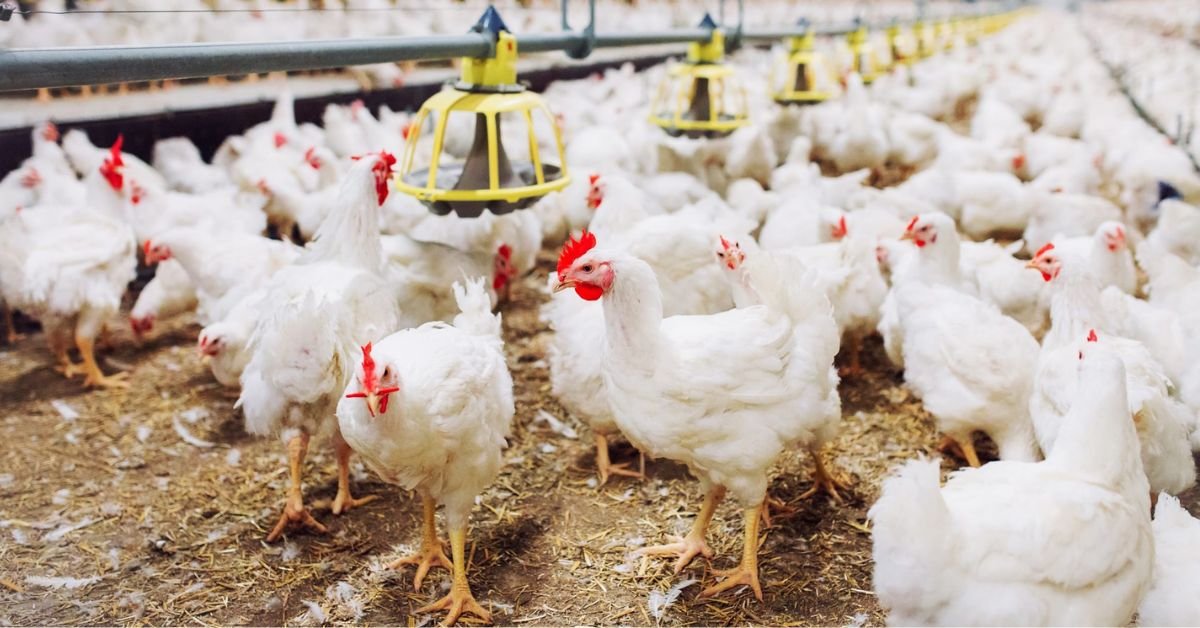 Poultry Management : सर्दियों में मुर्गियों का 'ऐसे' रखें ख्याल, तभी ...