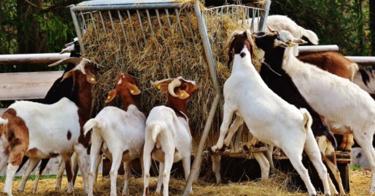Goat Farming Subsidy : बड़ी खबर! भेड़ एवं बकरी विकास निगम की निधी में चार गुना वृद्धि - Krishi ...